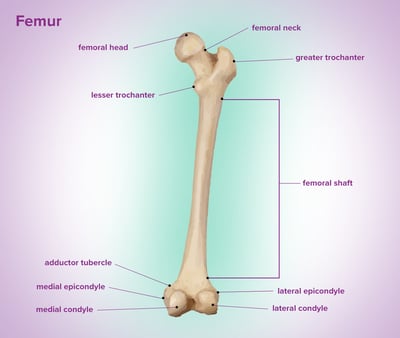 Femur - Bio Lexicon